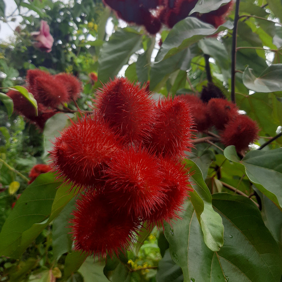 Annatto Tree (Bixa orellana) – The Sindoor Tree of India 🌿 – Breathing Art